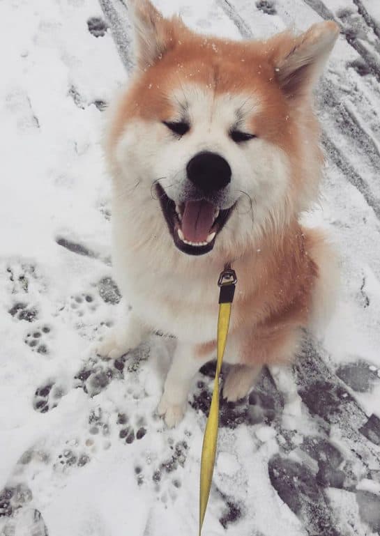 These 20+ Pictures of Dogs and Cats Playing With Snow For The First ...