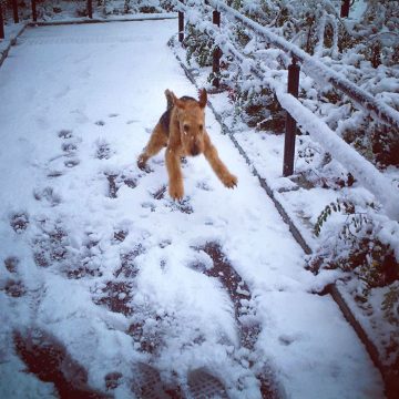 These 20+ Pictures of Dogs and Cats Playing With Snow For The First ...